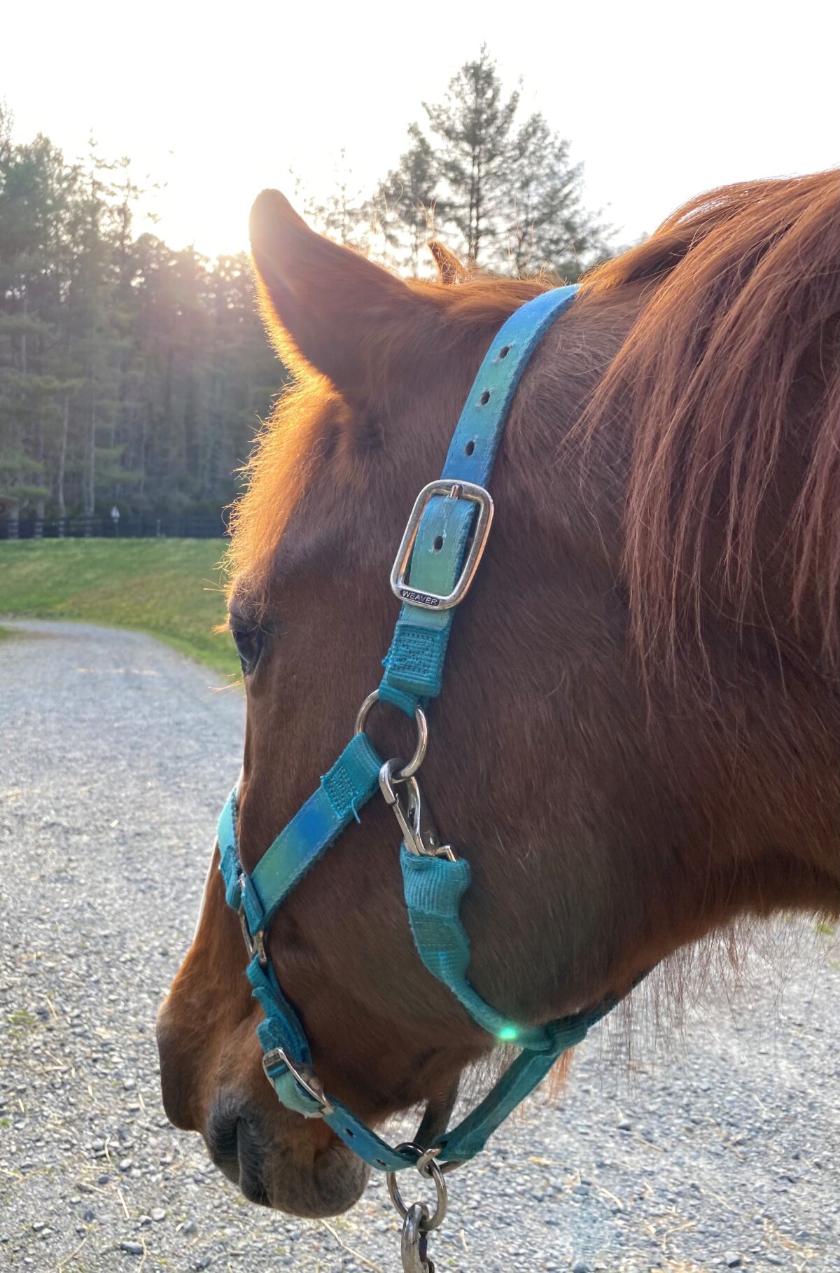 Home Activities – Free Rein