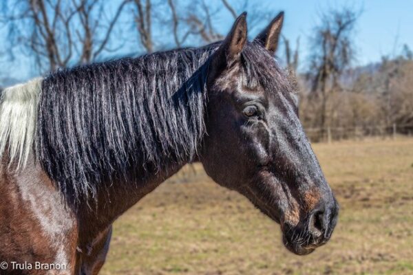 monty coloring original – Free Rein