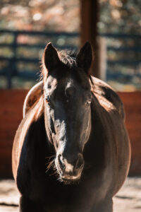 Meet Our Horses – Free Rein